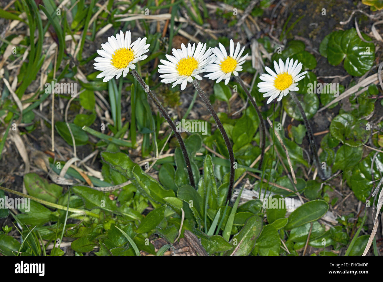 Common Daisy, Bellis perennis Stock Photo - Alamy