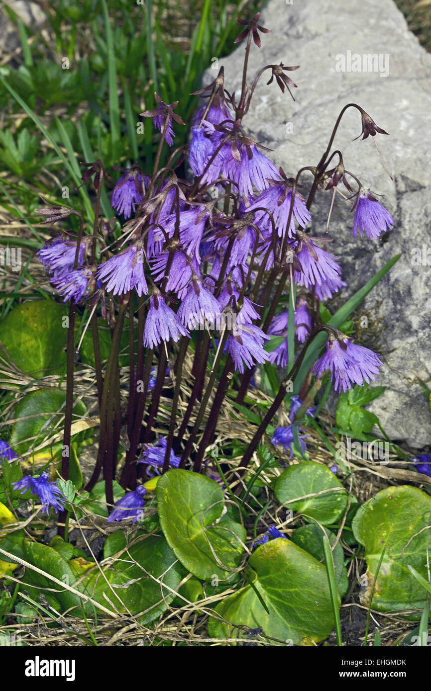 Soldanella alpina hi-res stock photography and images - Alamy