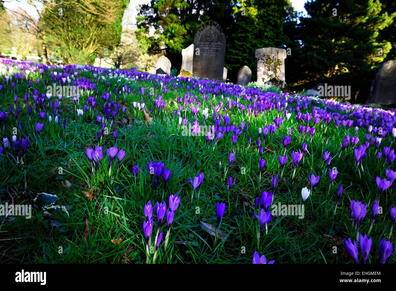 Spring Purple Crocus Stock Photo - Alamy