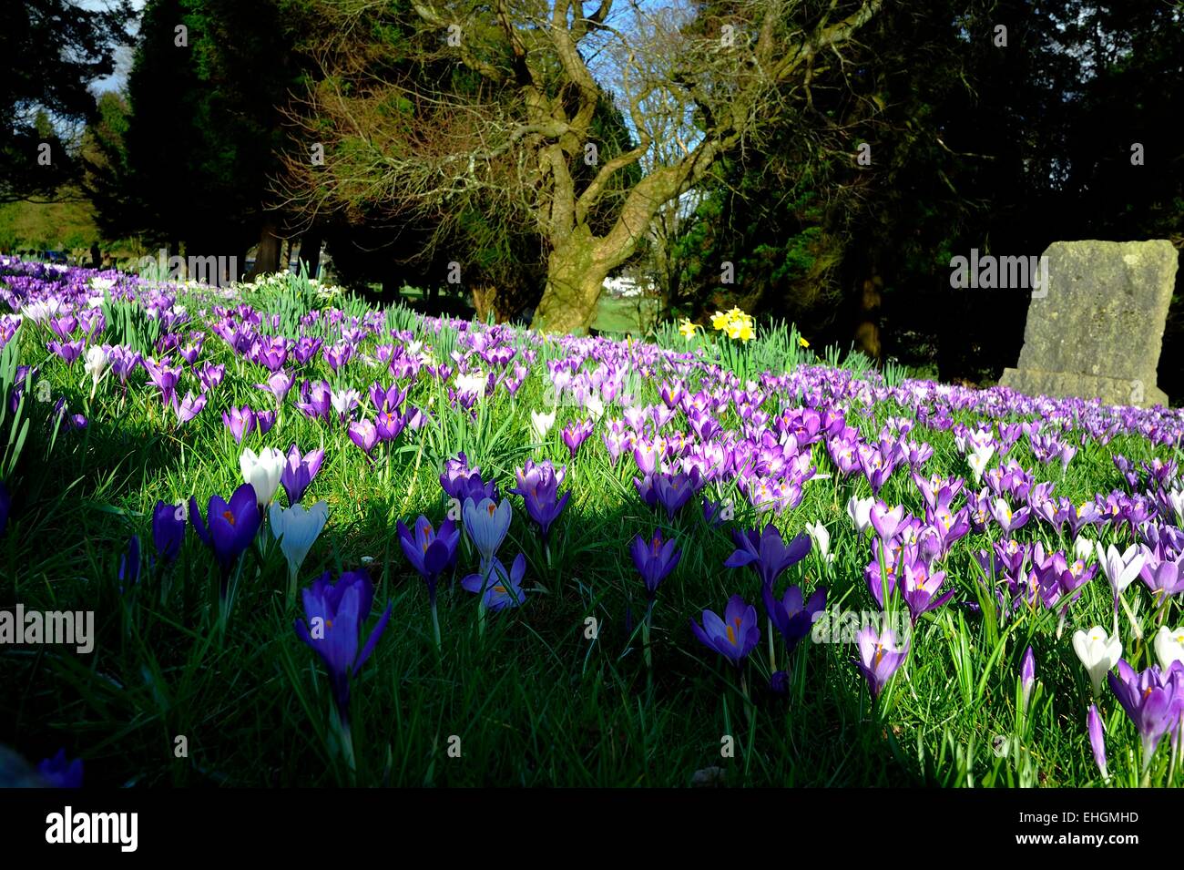 Crocus flavus tommasinianus hi-res stock photography and images - Alamy