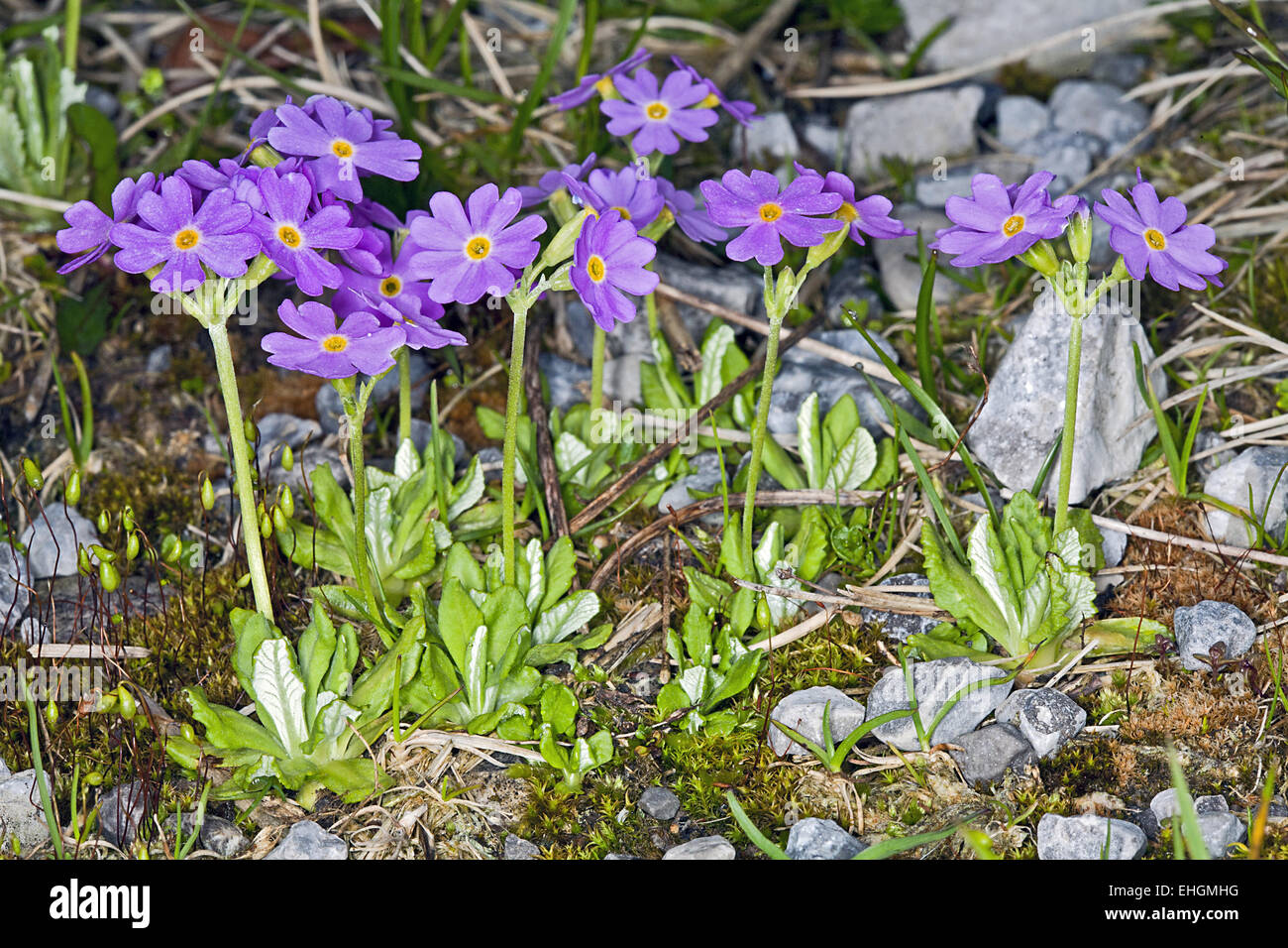 Bird's-eye Primrose, Primula farinosa Stock Photo - Alamy