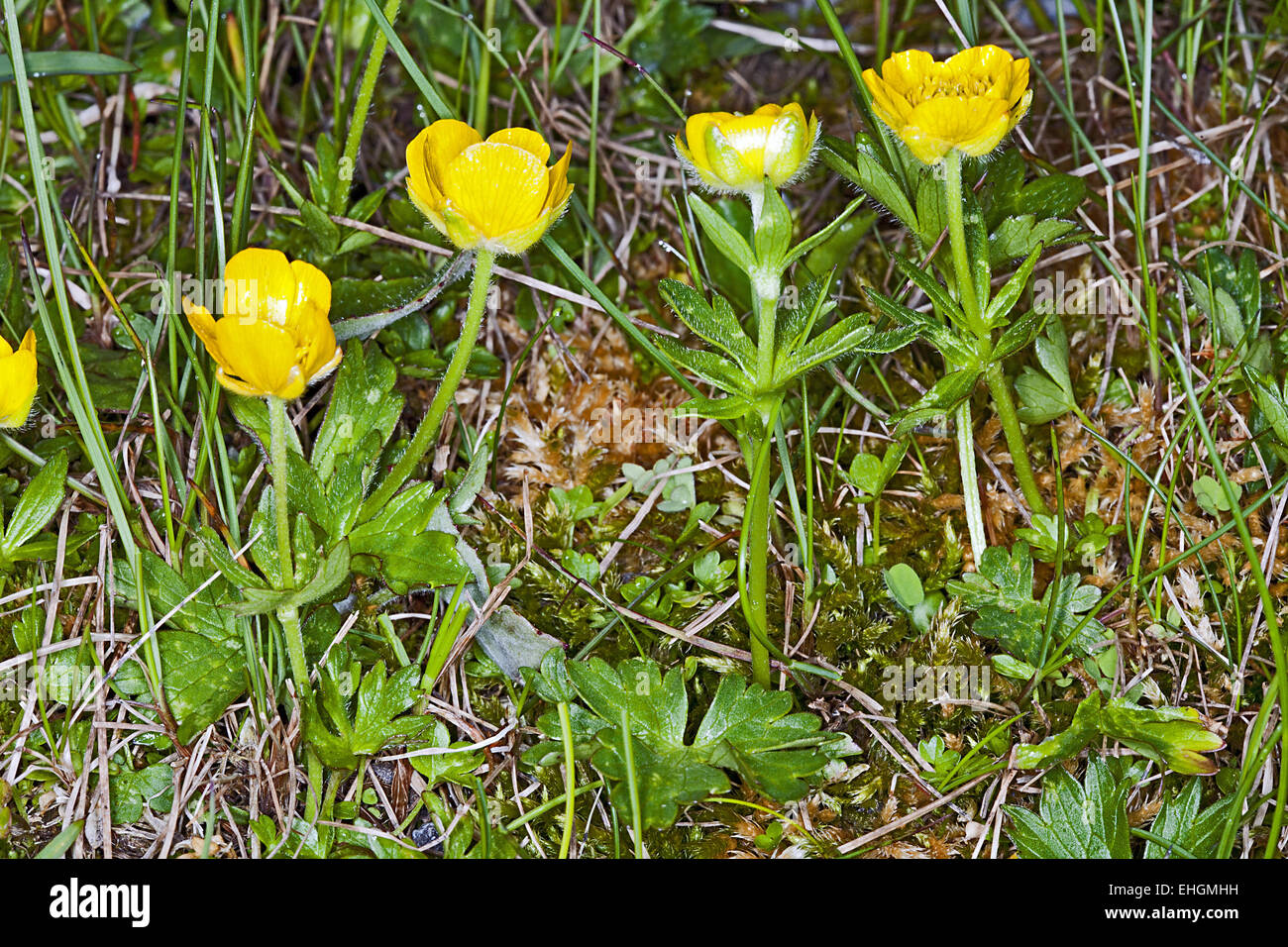 Ranunculus montanus, Mountain Buttercup Stock Photo - Alamy