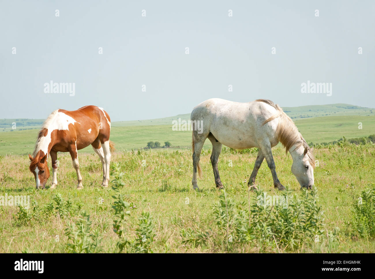 Two horses grazing in pasture against open prairie landscape Stock ...