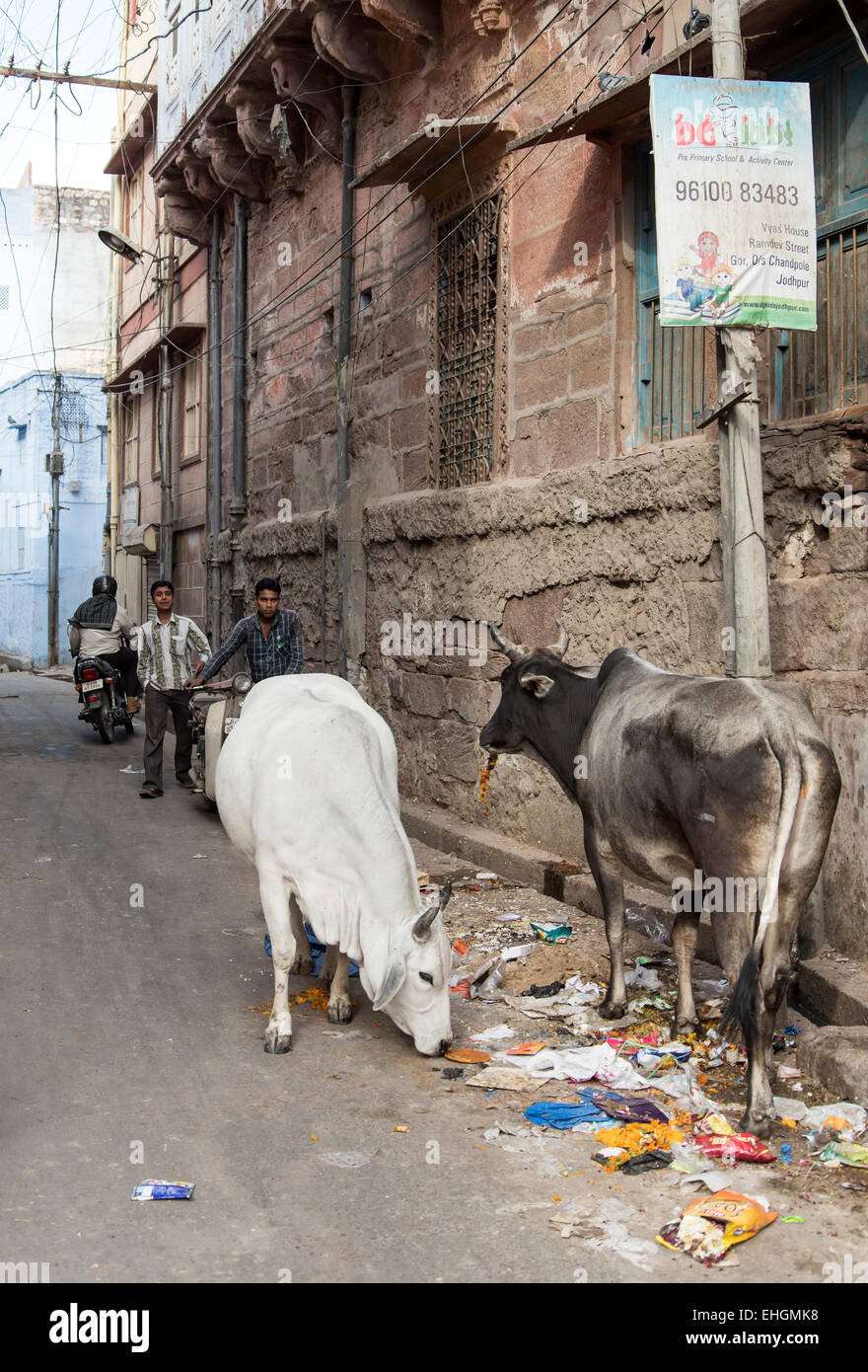 Street With Cows High Resolution Stock Photography and Images - Alamy