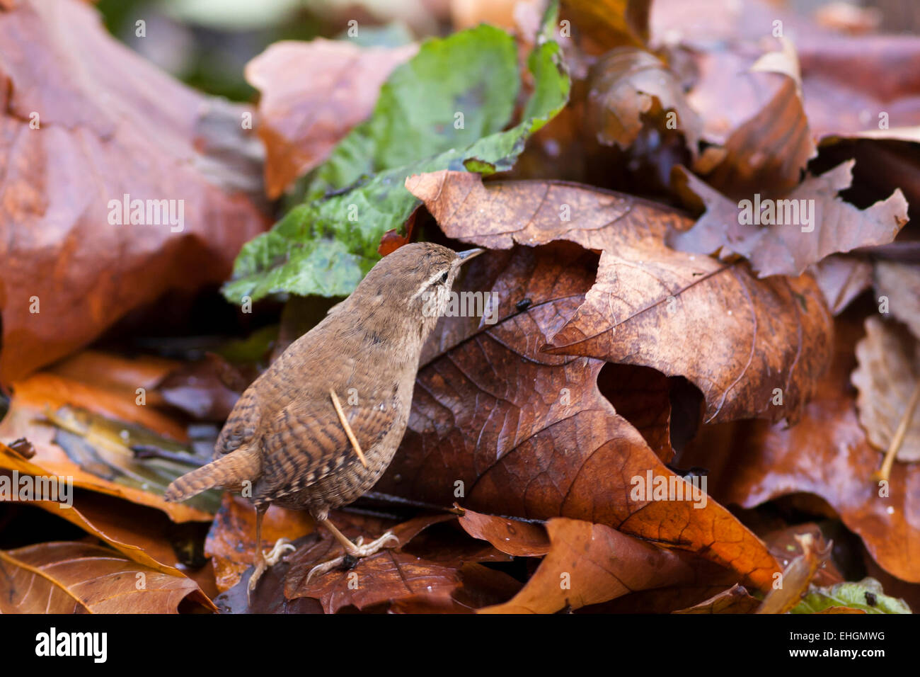 wren hunting for food amongst vibrant autumn leaves Stock Photo - Alamy