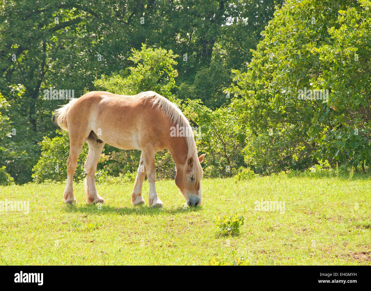 Belgian draft horse hi-res stock photography and images - Alamy