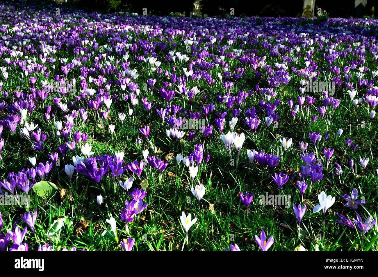 Field of Spring Crocus Stock Photo - Alamy