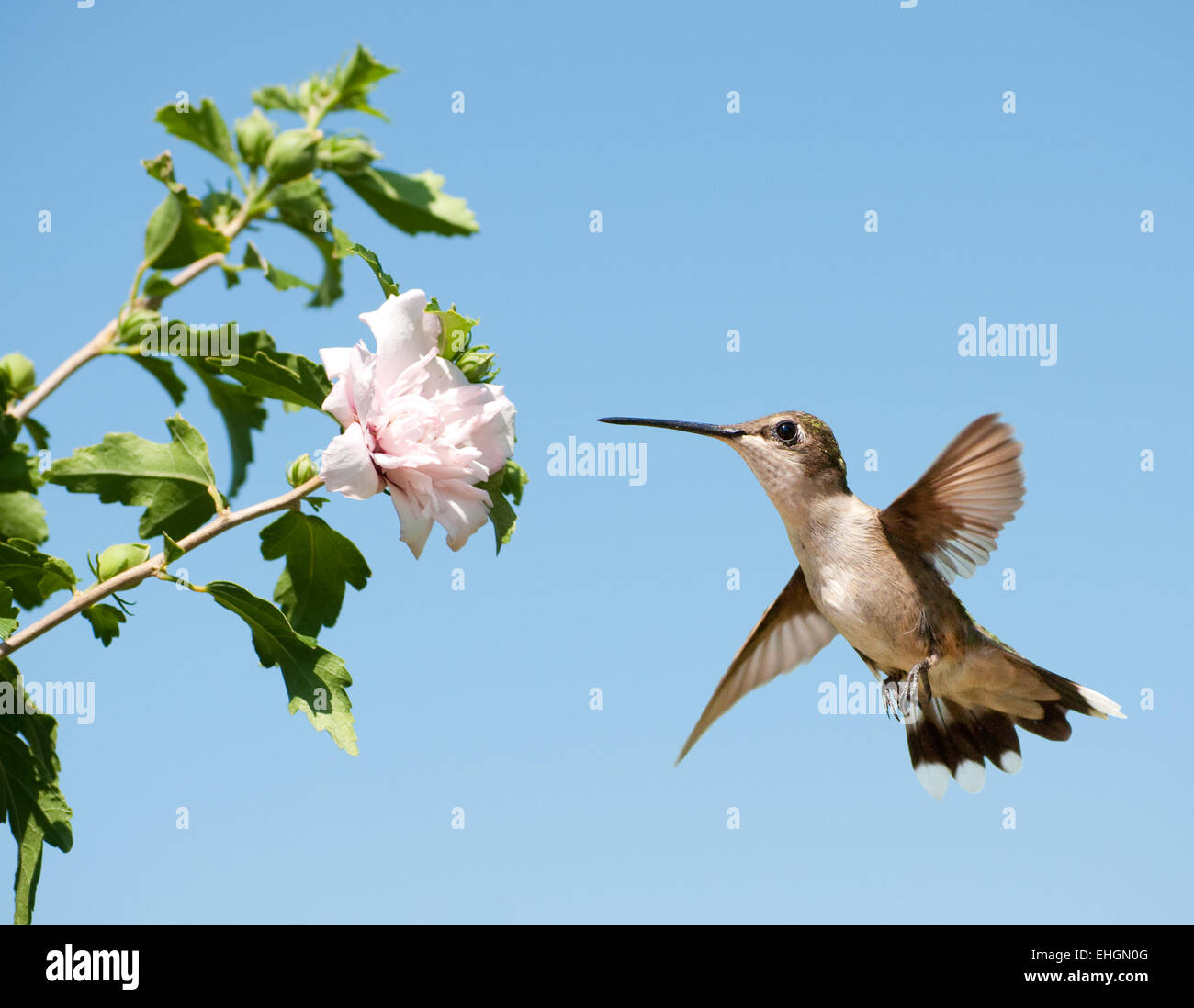 Hummingbird hovering against clear blue sky Stock Photo - Alamy