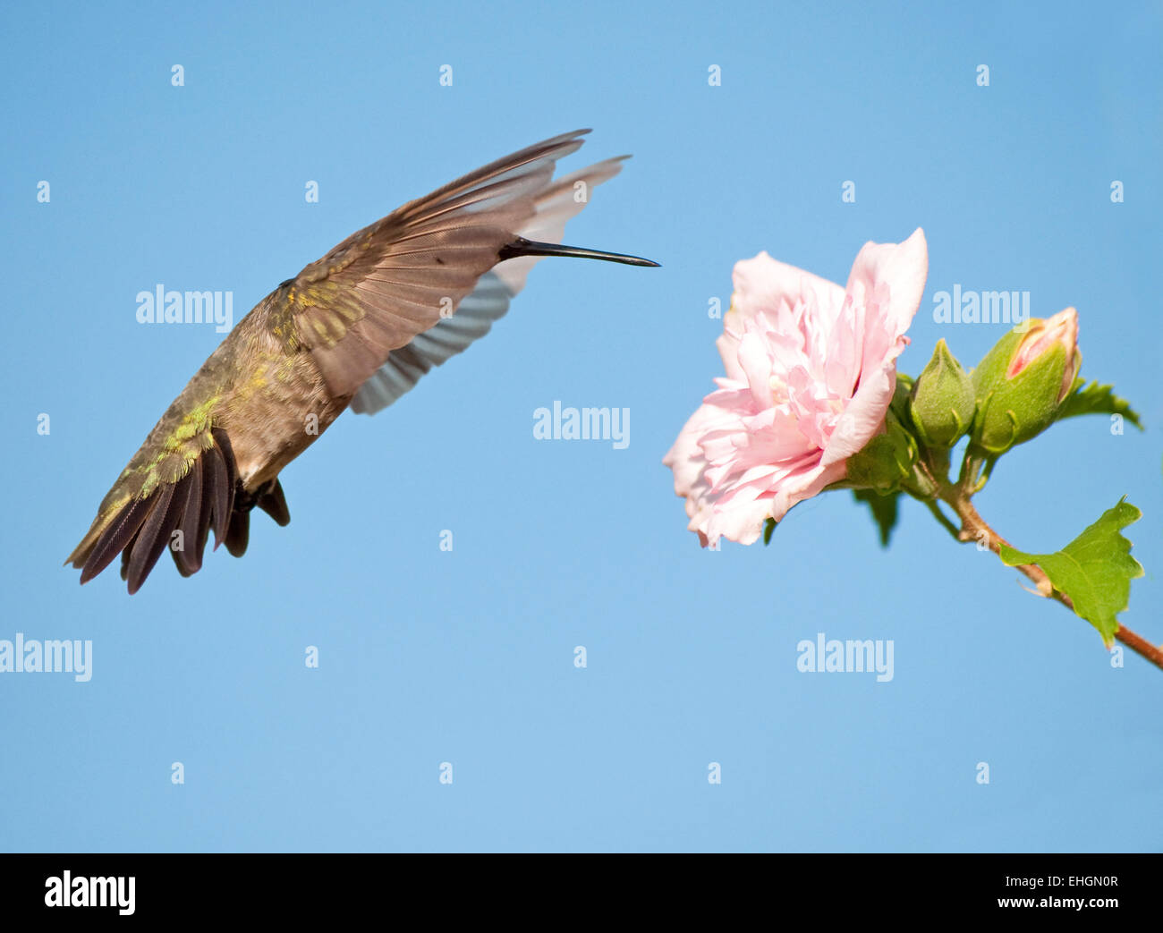 Hummingbird getting ready to feed, hovering with wings extended far ...