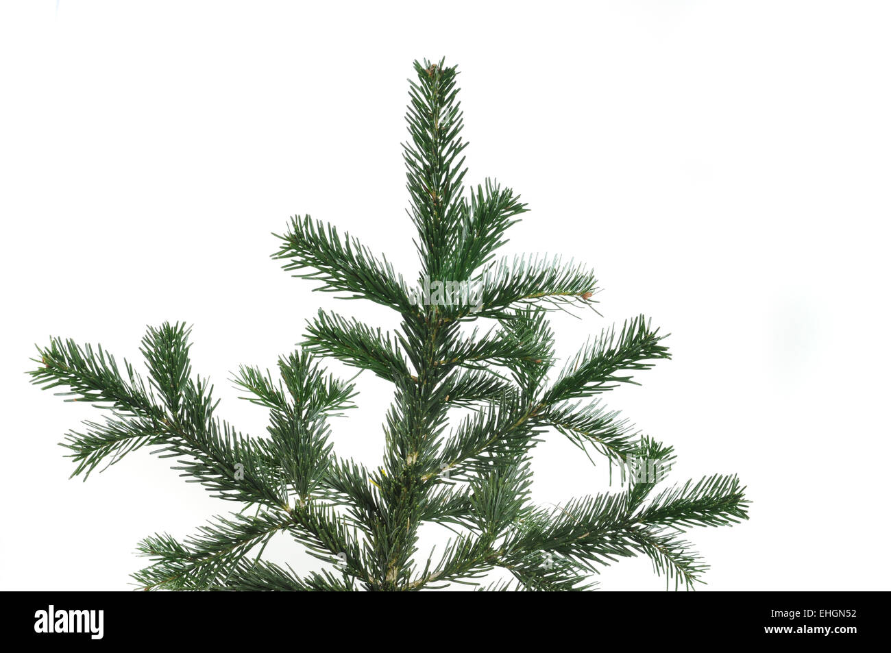 Fir Tree Twig High Resolution Stock Photography and Images - Alamy