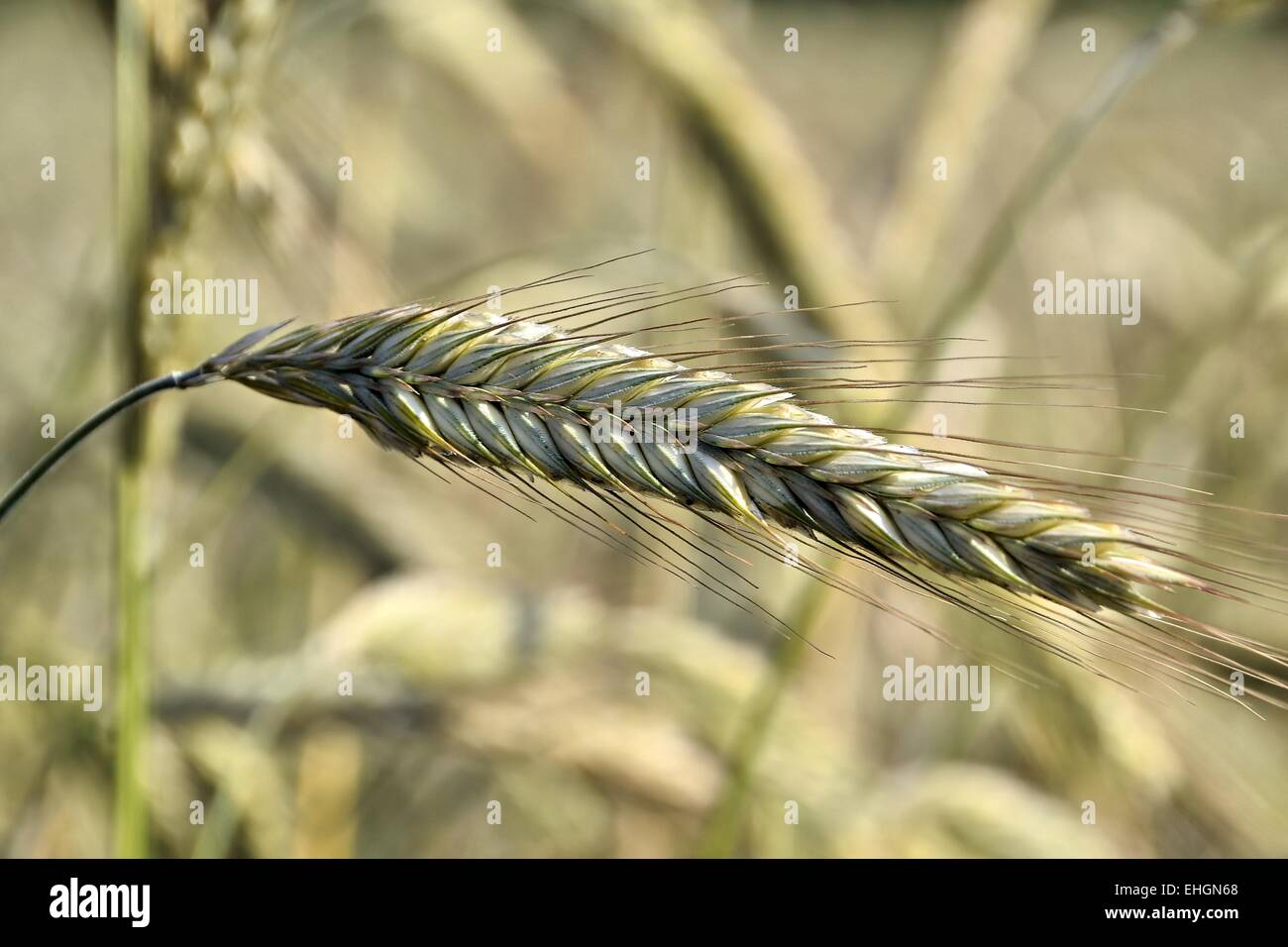 Getreidekorn hi-res stock photography and images - Alamy