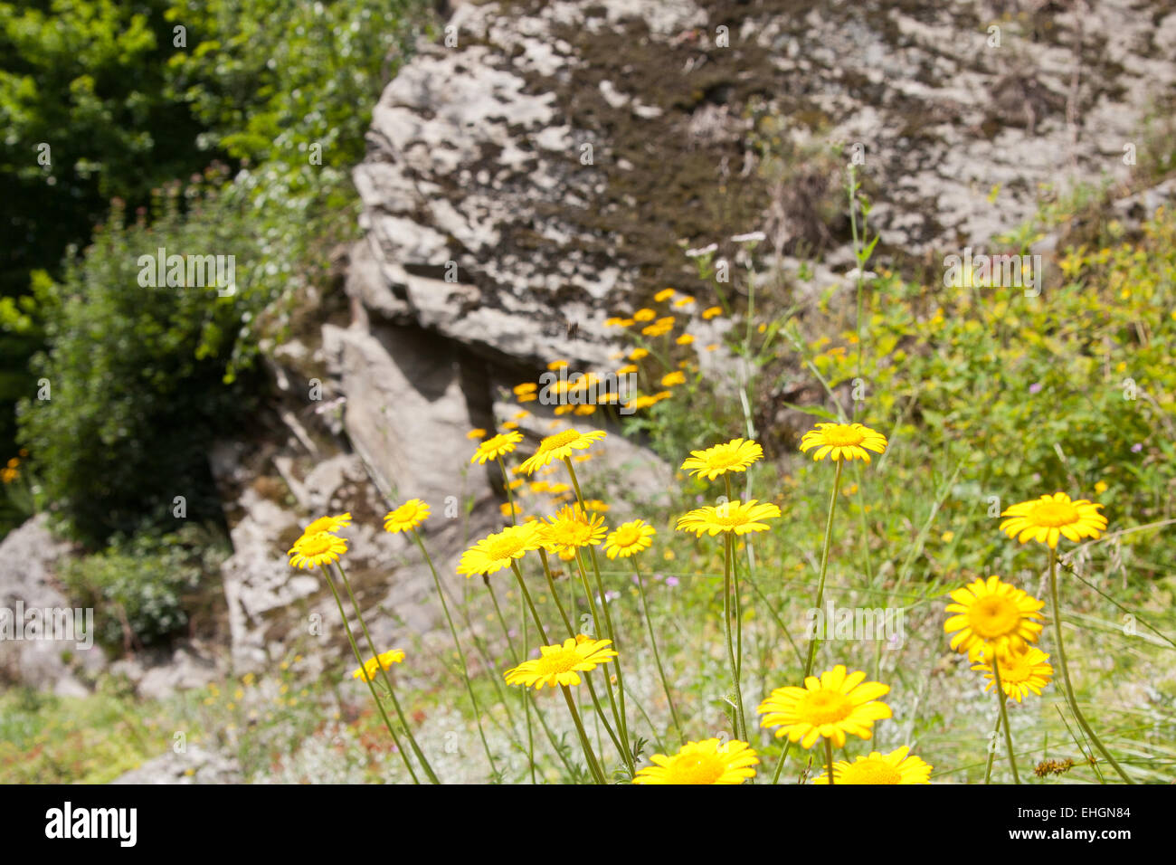 Selke valley hi-res stock photography and images - Alamy
