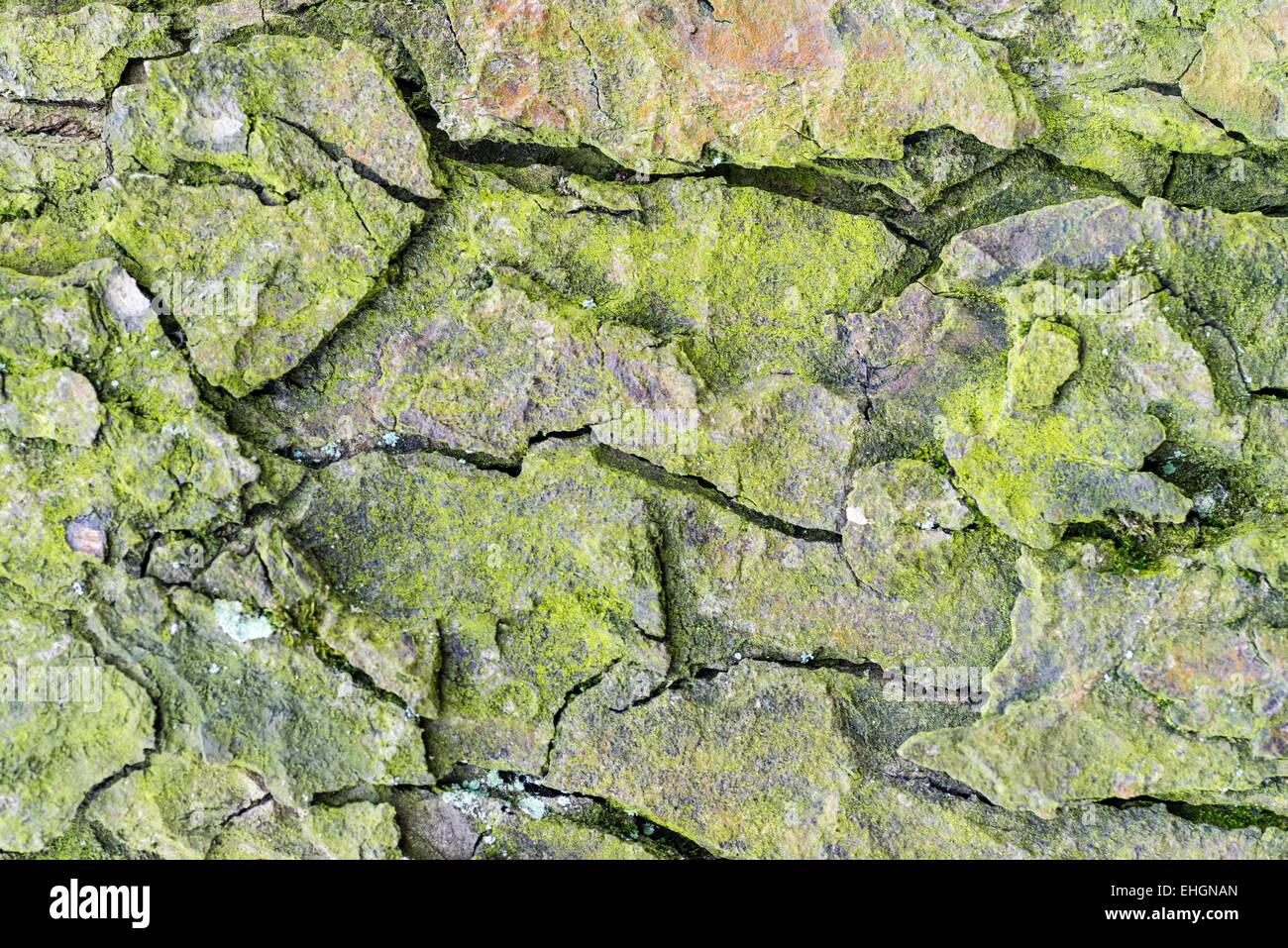 Wood textured with green moss Stock Photo - Alamy