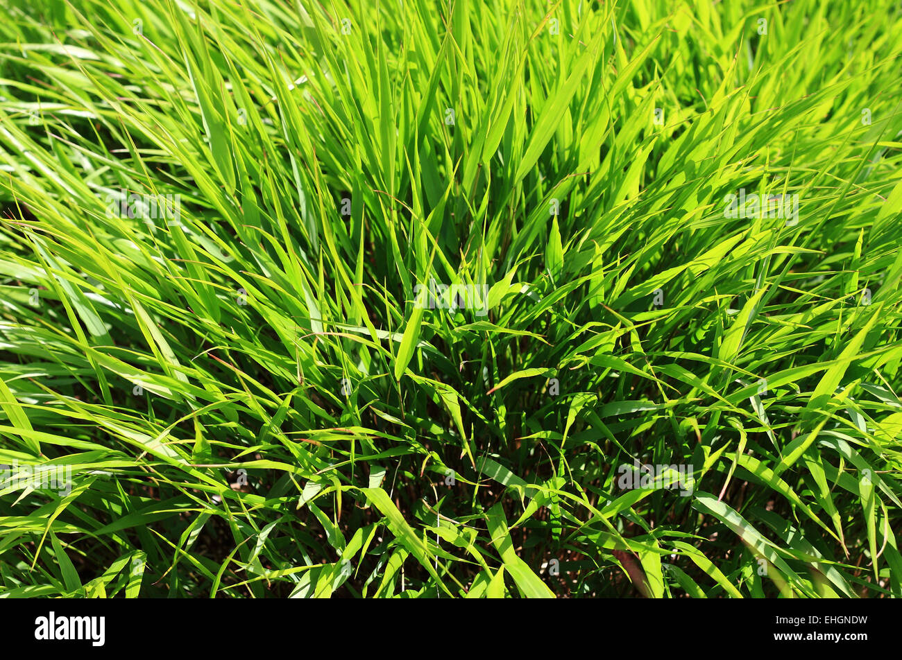 Japan grass hi-res stock photography and images - Alamy