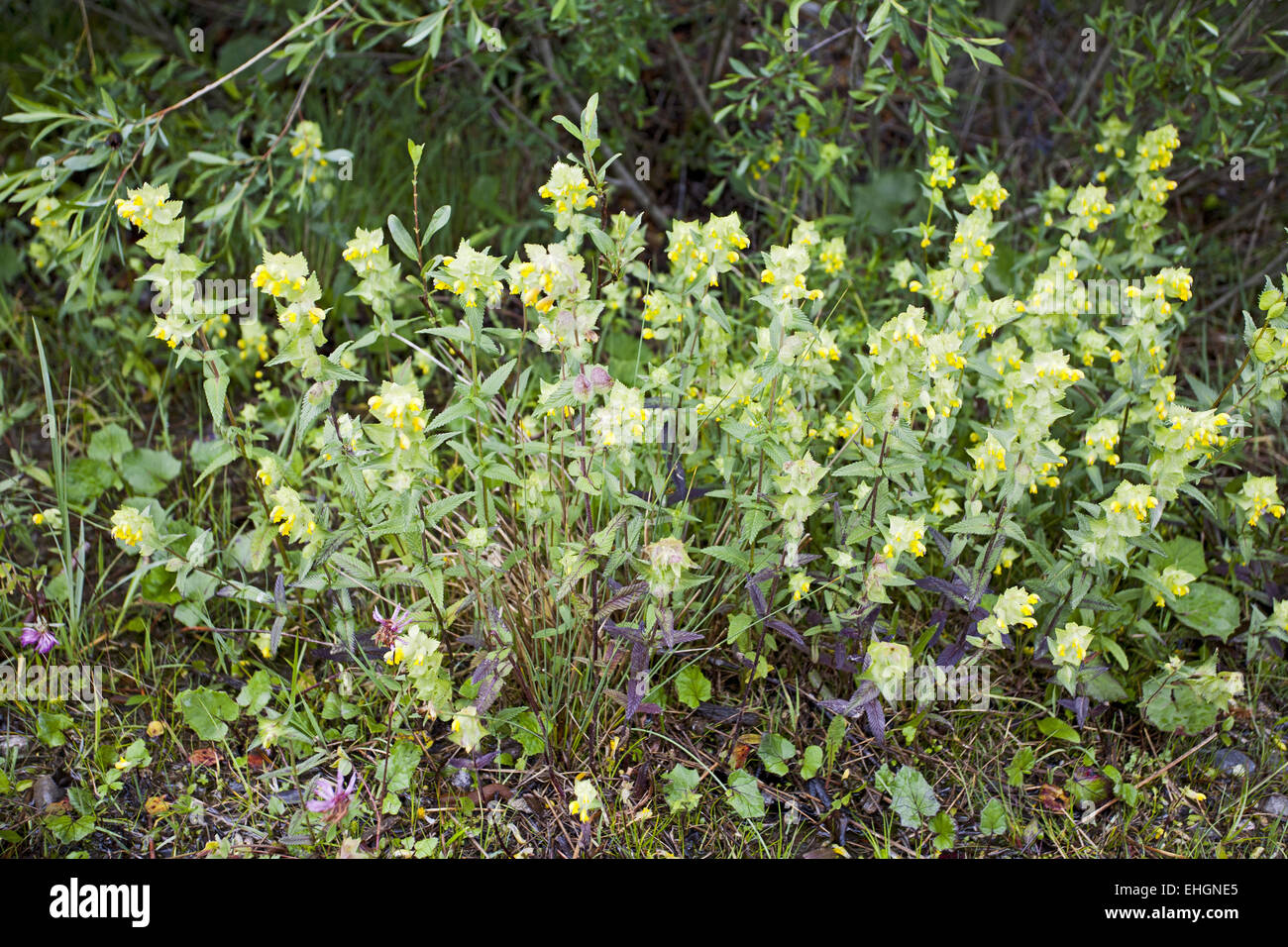 Rhinanthus alectorolophus, Great Yellow Rattle Stock Photo - Alamy