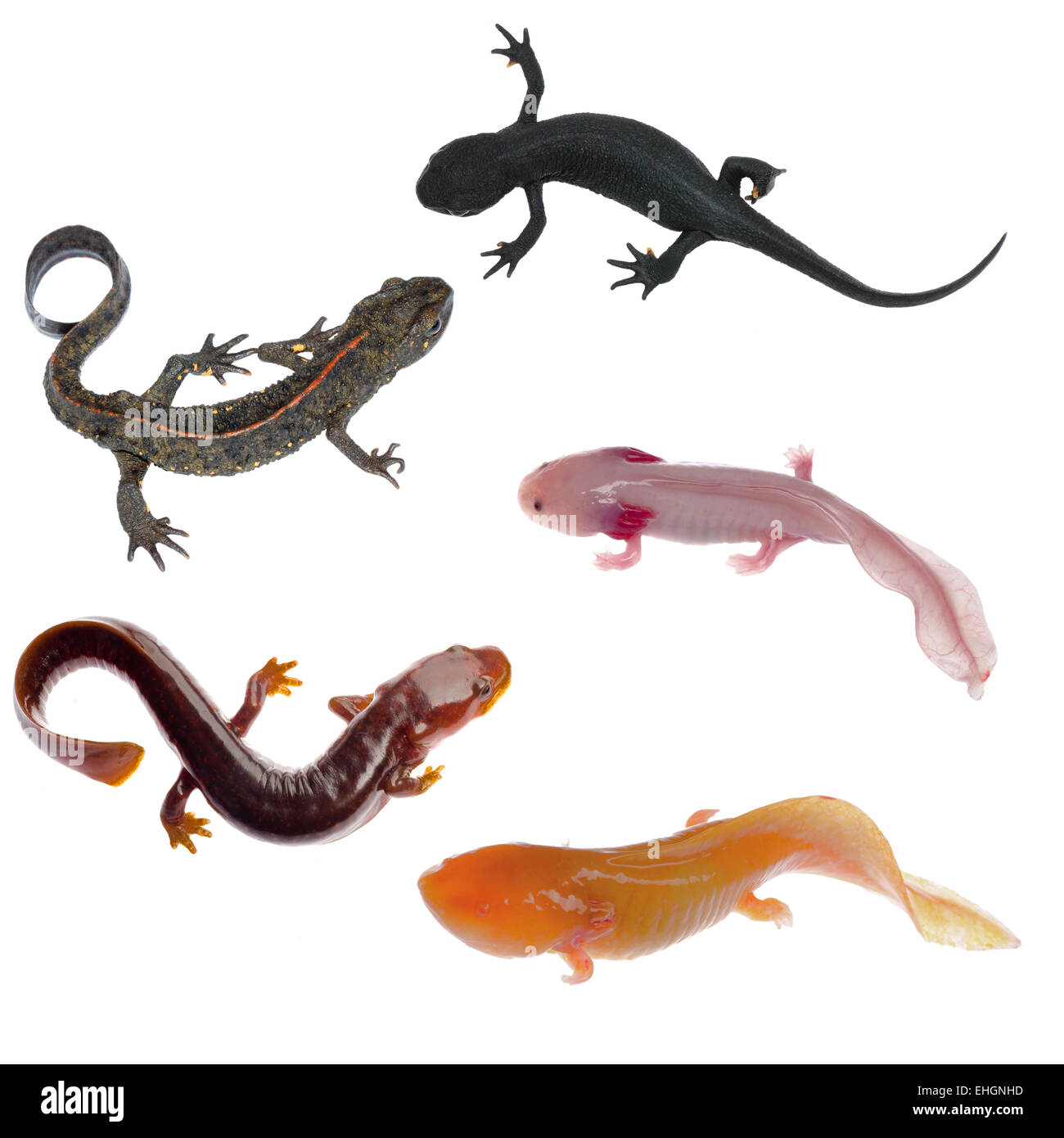 The newt Cut Out Stock Images & Pictures - Alamy