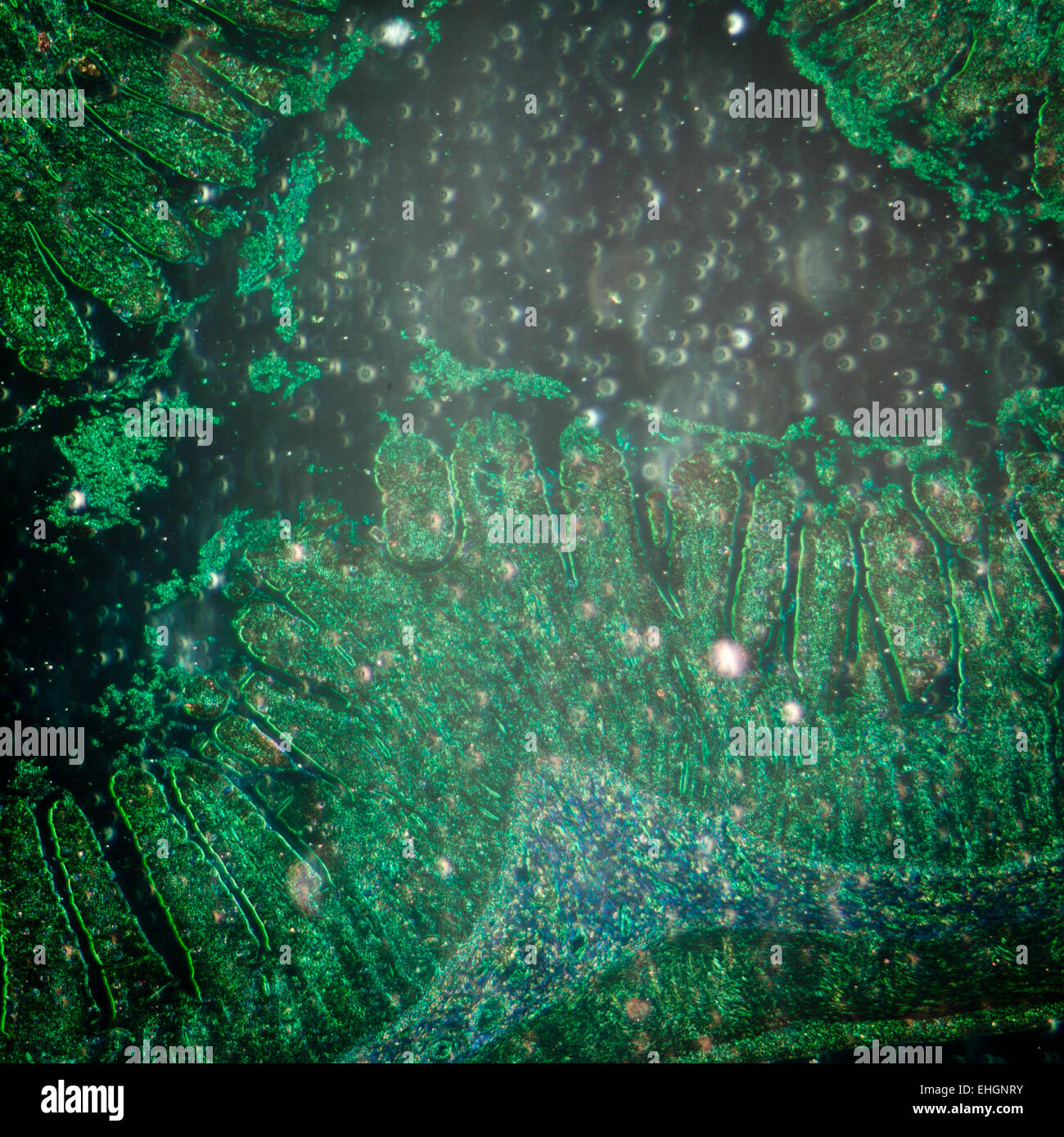 micrograph of small intestinum tenue tissue Stock Photo - Alamy