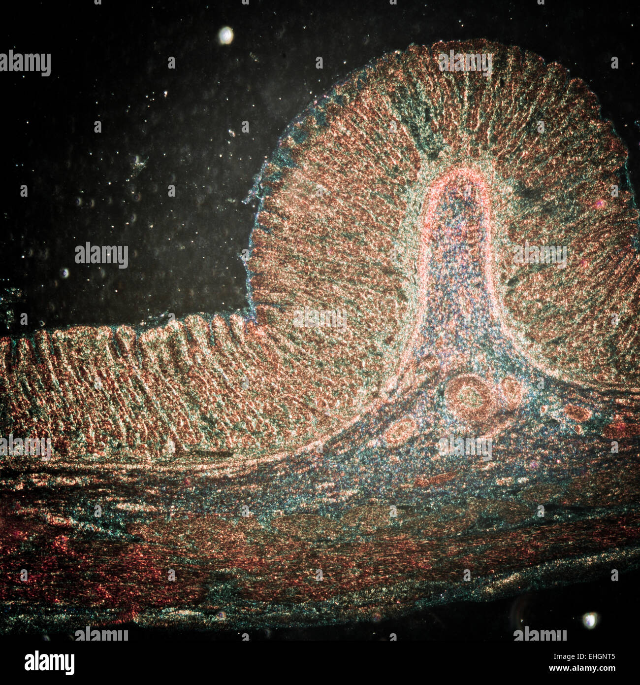 micrograph of stomach tissue Stock Photo - Alamy