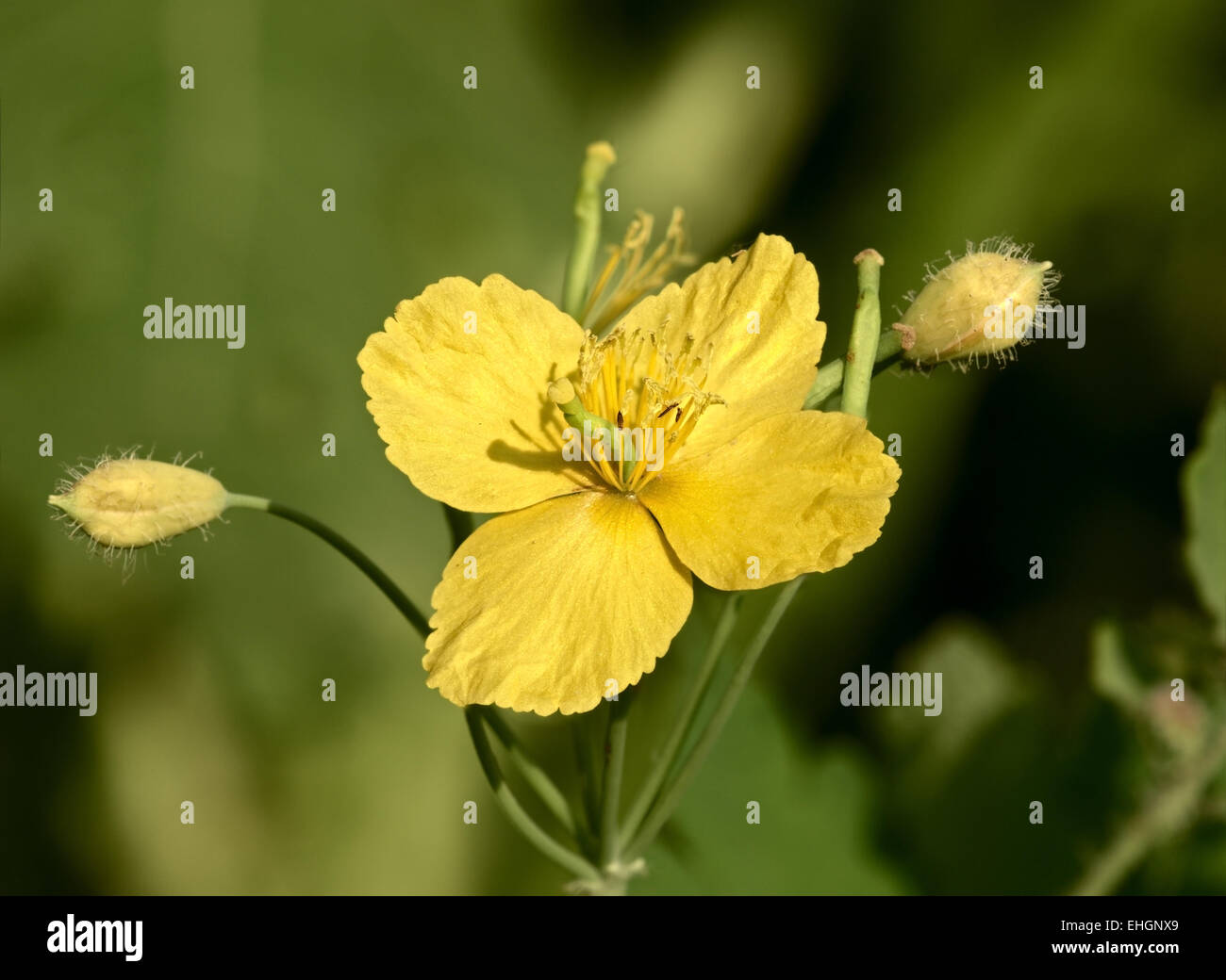 Celandine flower hi-res stock photography and images - Alamy