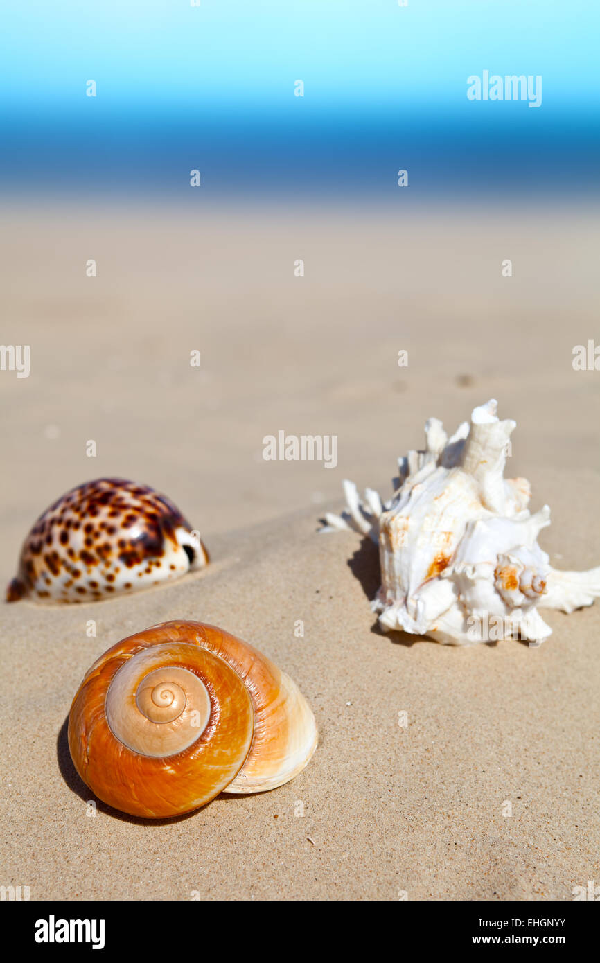 Caribbean shells hi-res stock photography and images - Alamy