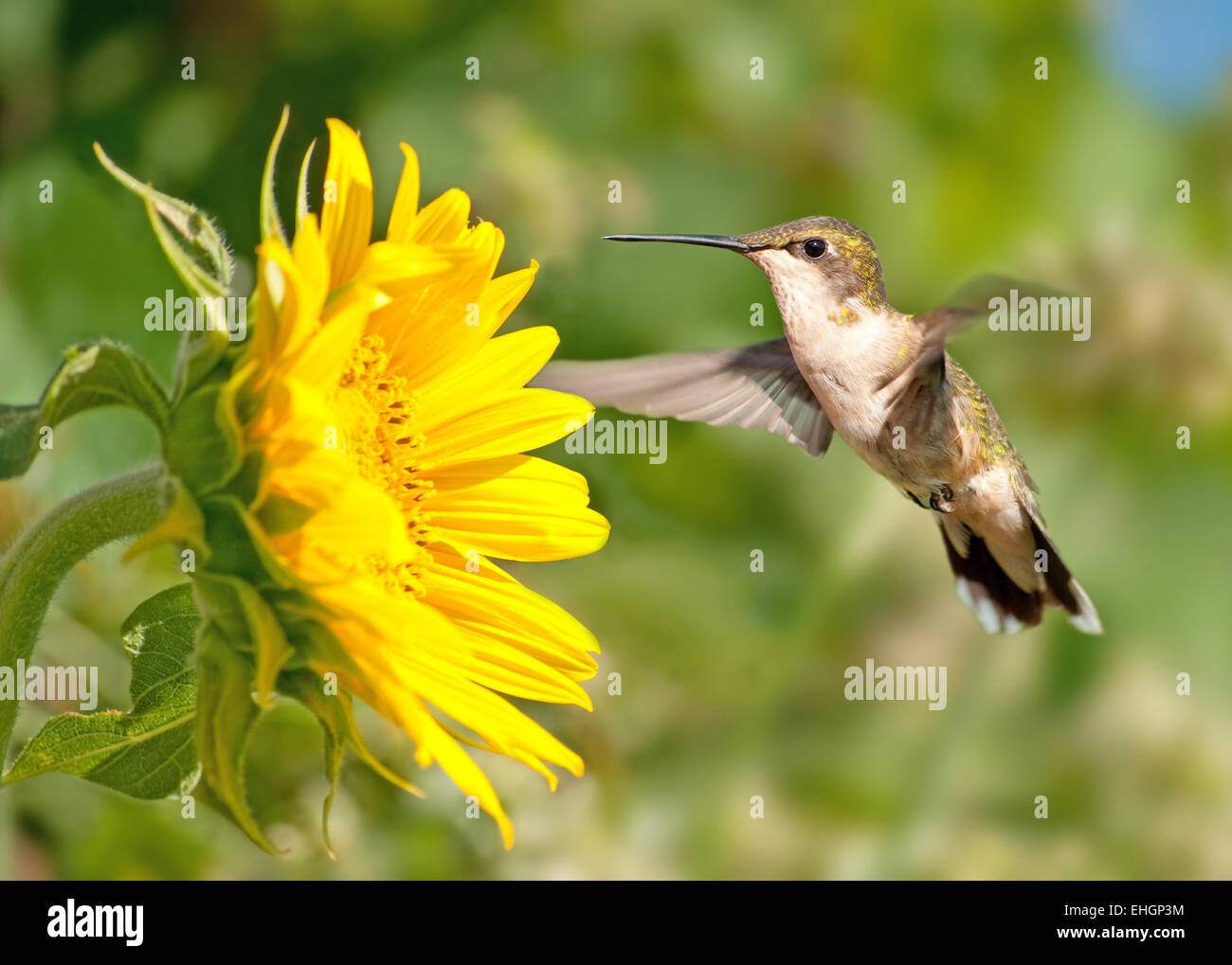Ruby-throated Hummingbird hovering next to a bright yellow sunflower ...