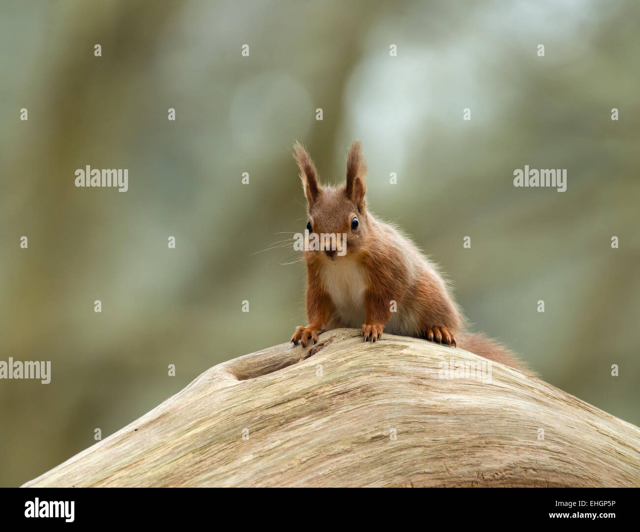 Squirrel log hi-res stock photography and images - Alamy