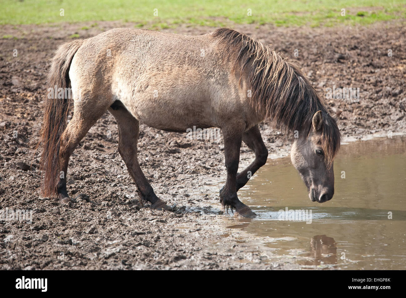 wild horse at the water Stock Photo - Alamy