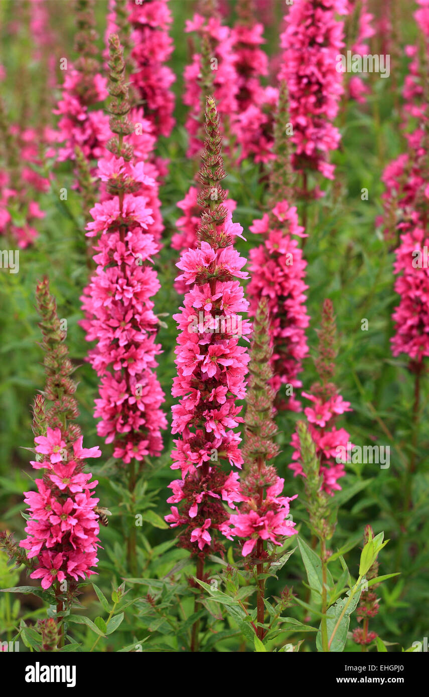 Red hyssop hi-res stock photography and images - Alamy
