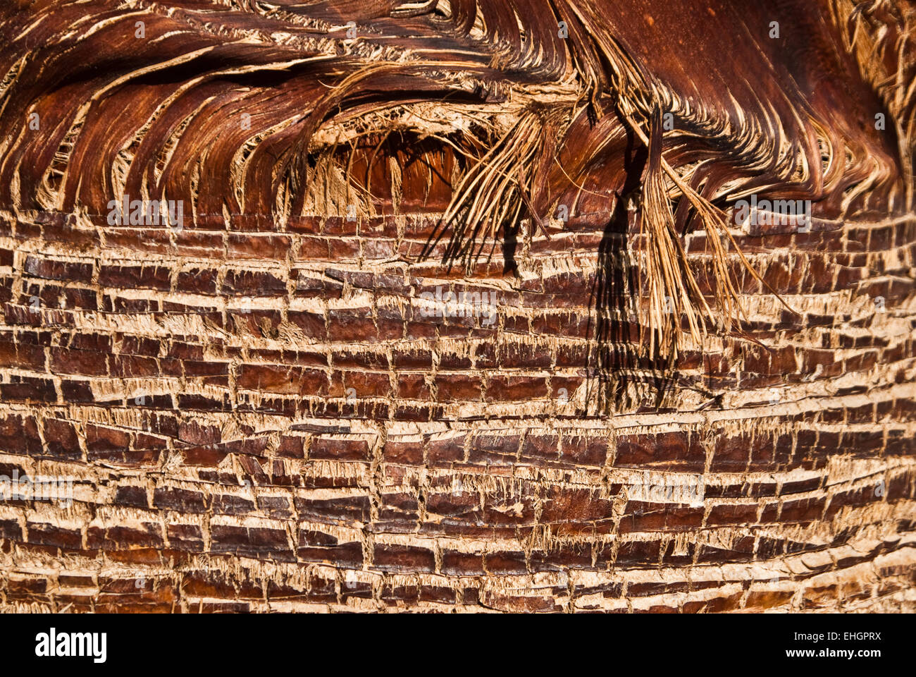 Base palm tree hi-res stock photography and images - Alamy