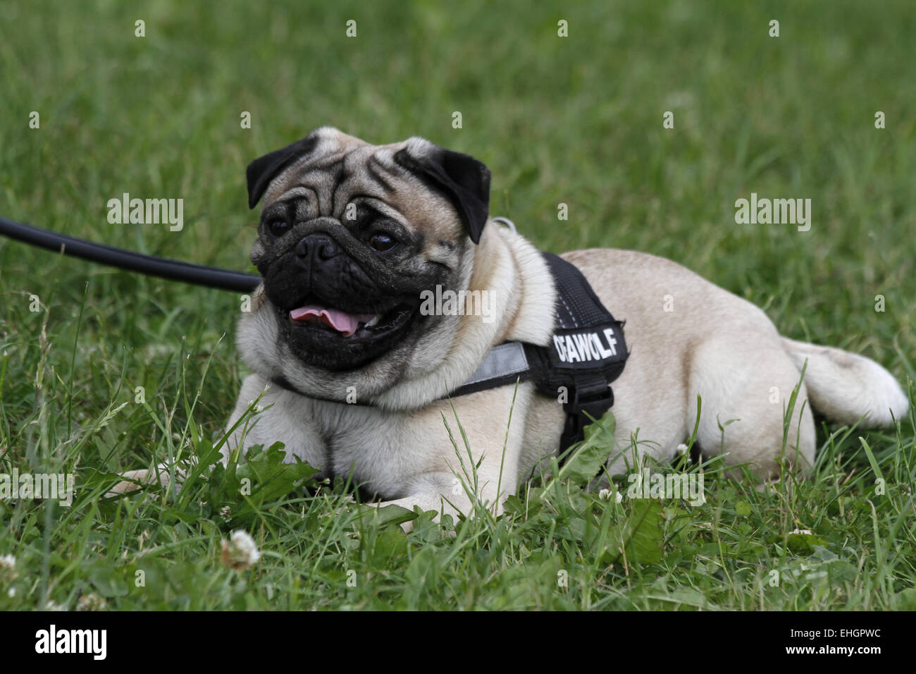 Pug hund hi-res stock photography and images - Alamy