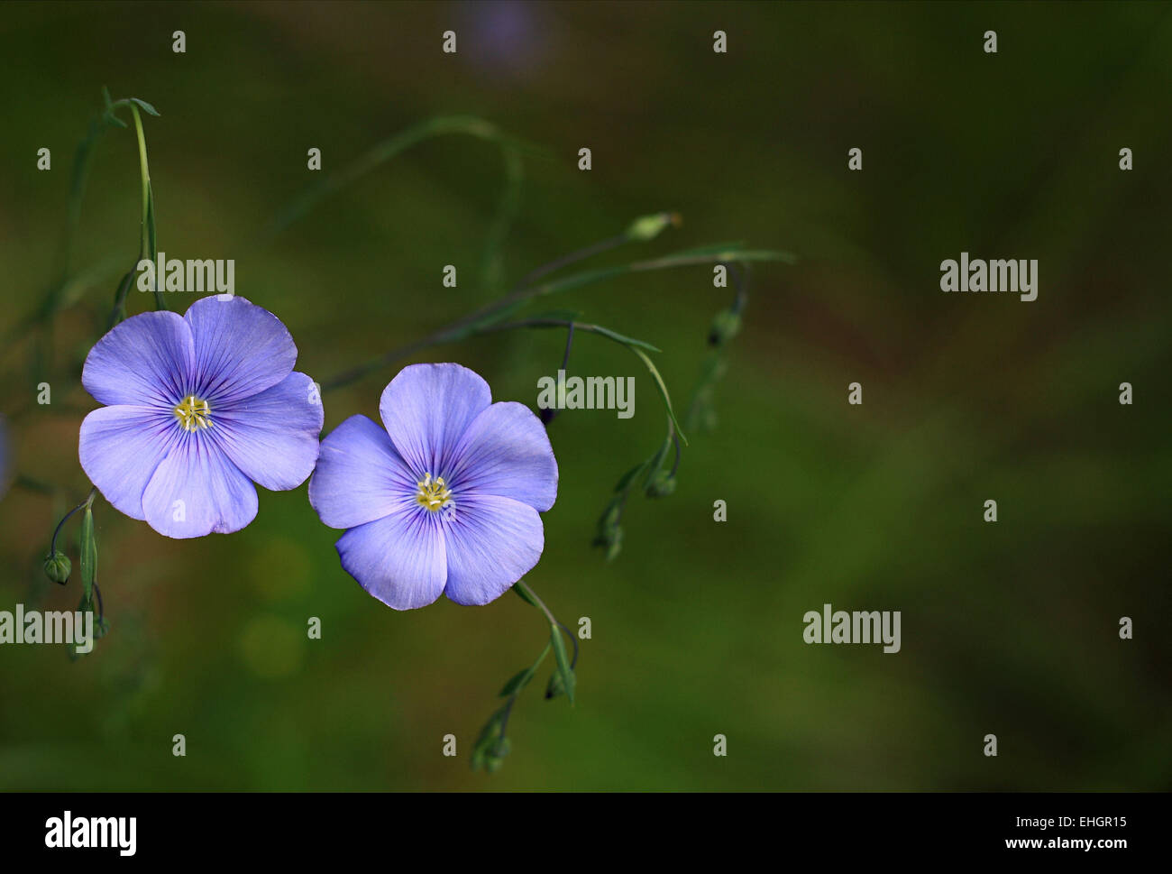 Flachsblüten hi-res stock photography and images - Alamy