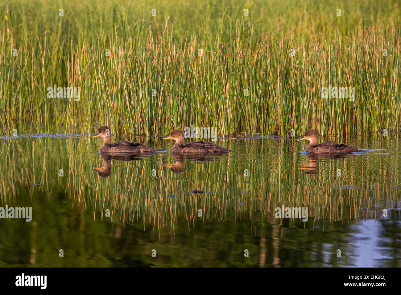 Mergansers habitat hi-res stock photography and images - Alamy