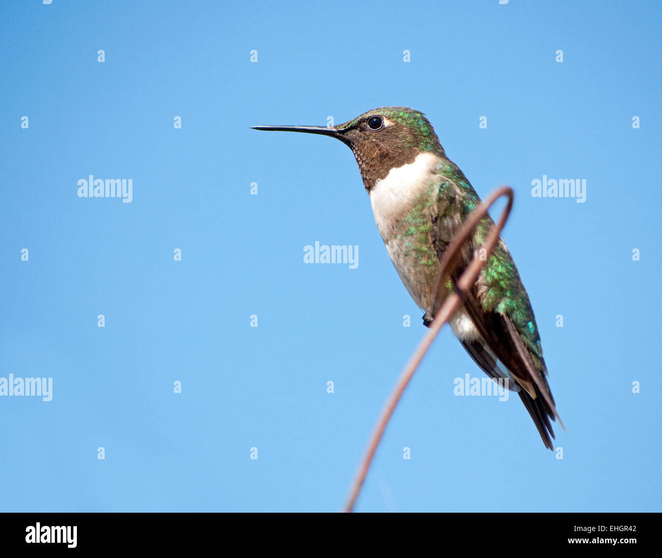 Male Ruby-throated Hummingbird resting on a wire against clear blue sky ...