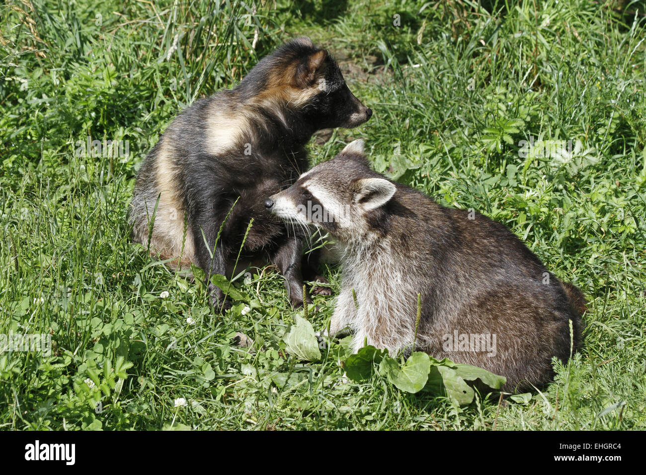 Common dog hi-res stock photography and images - Alamy