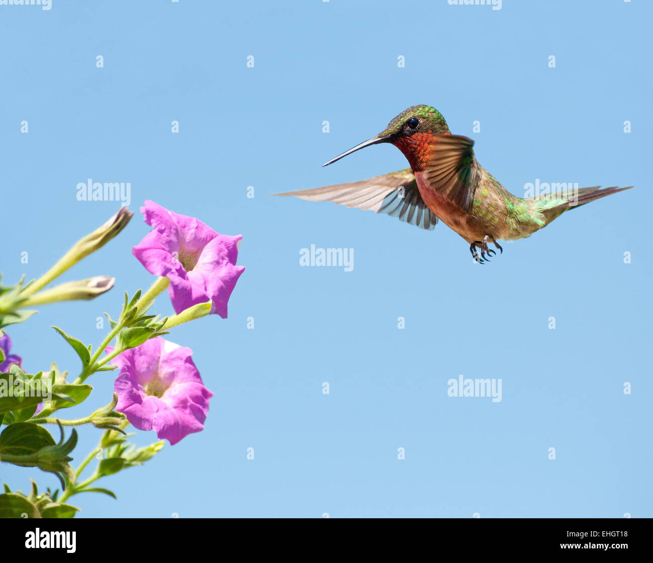 Male Hummingbird getting ready to feed on a pink Petunia with clear ...