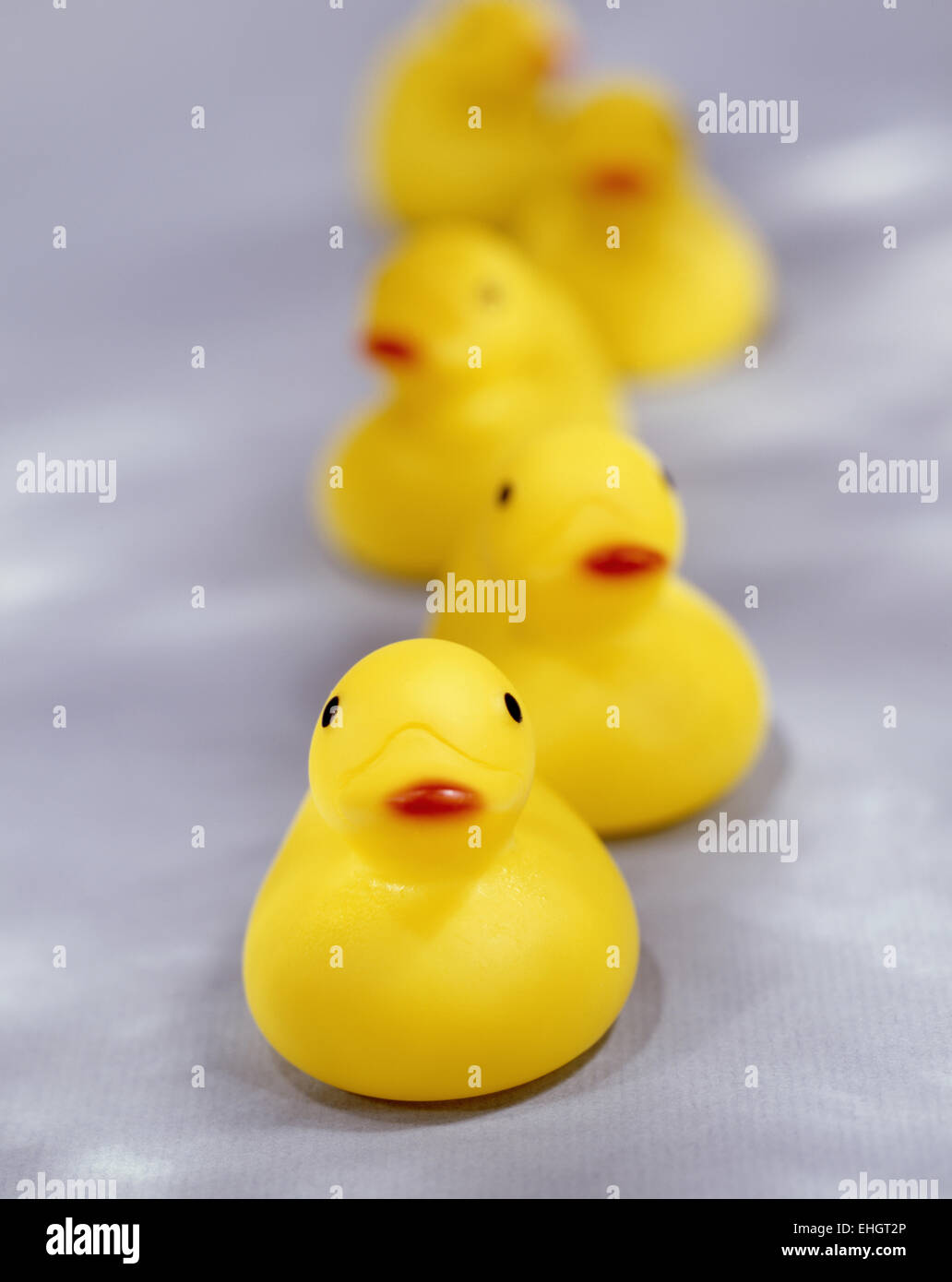 Ducks row hi-res stock photography and images - Alamy