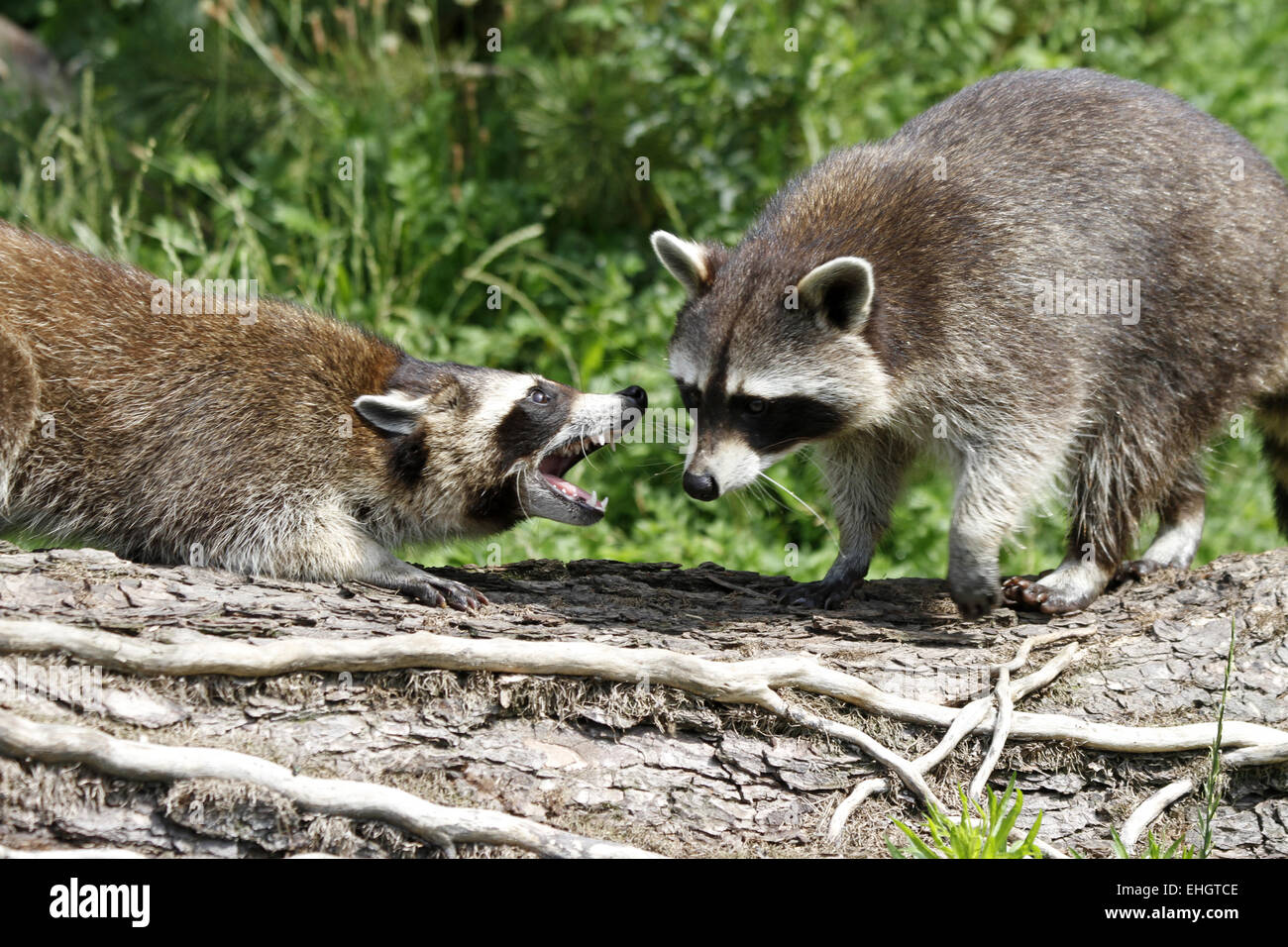 Common raccoons hi-res stock photography and images - Alamy