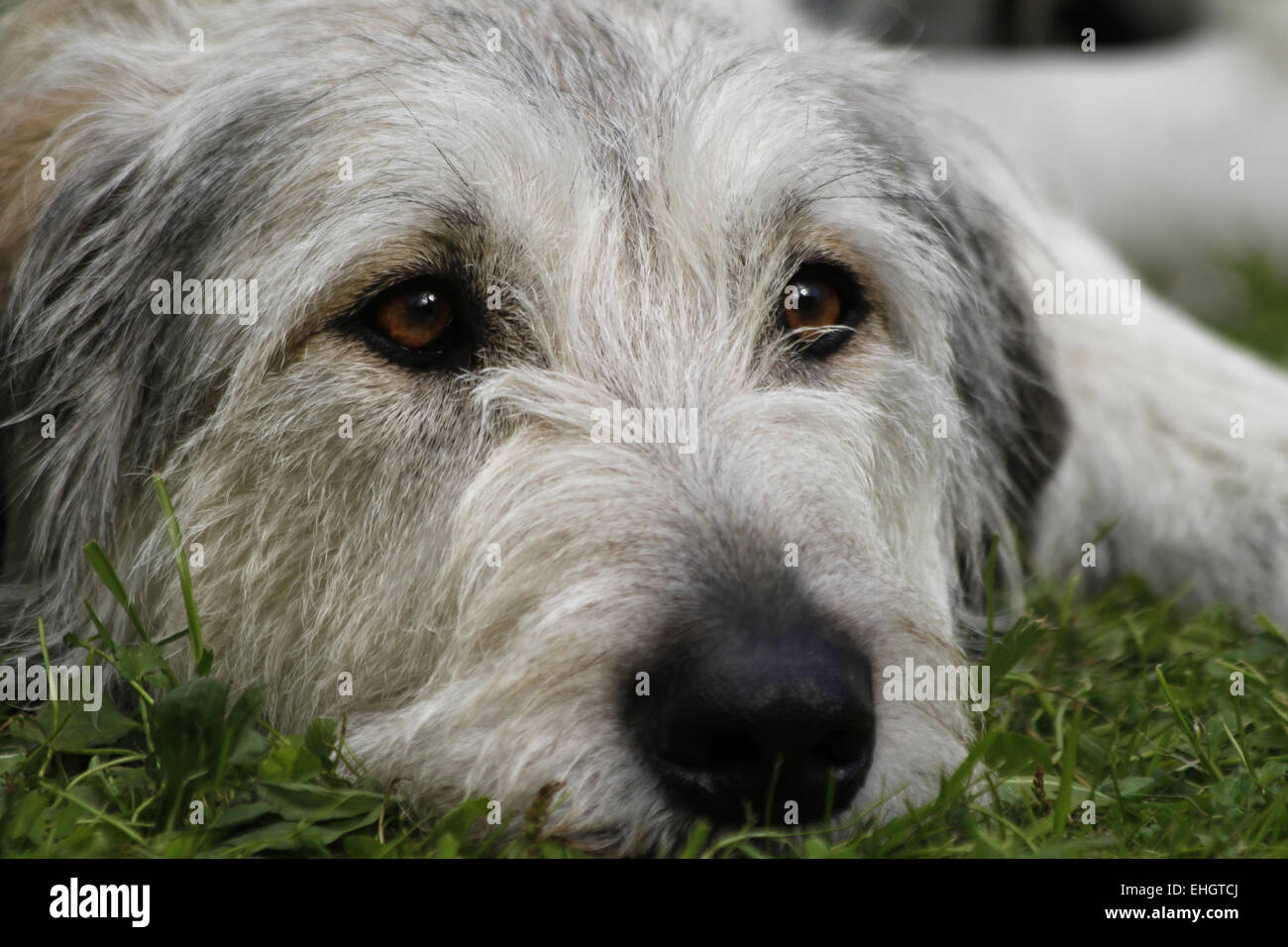 Irischer wolfshund hi-res stock photography and images - Alamy