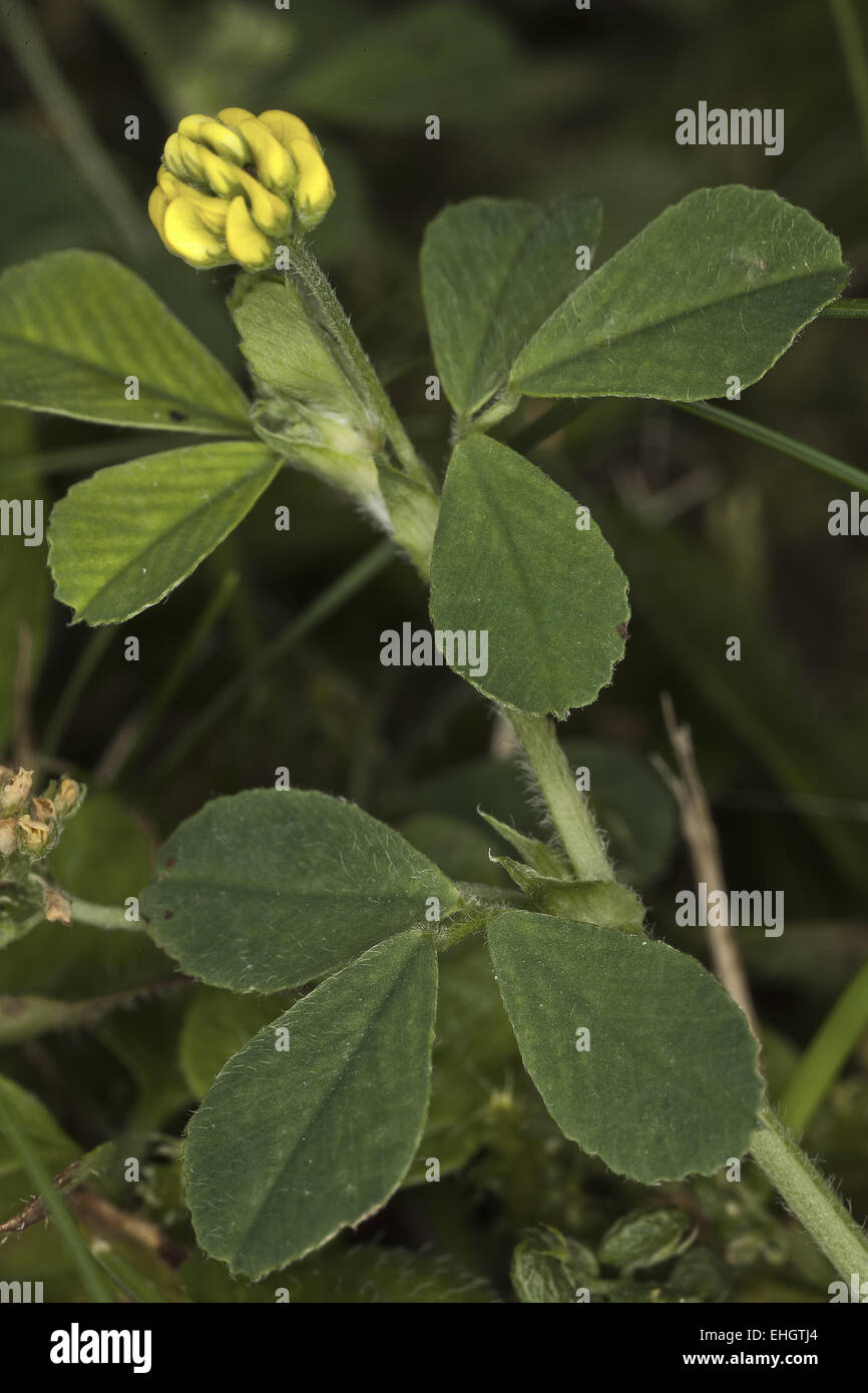 Lesser Hop Trefoil, Trifolium dubium Stock Photo - Alamy