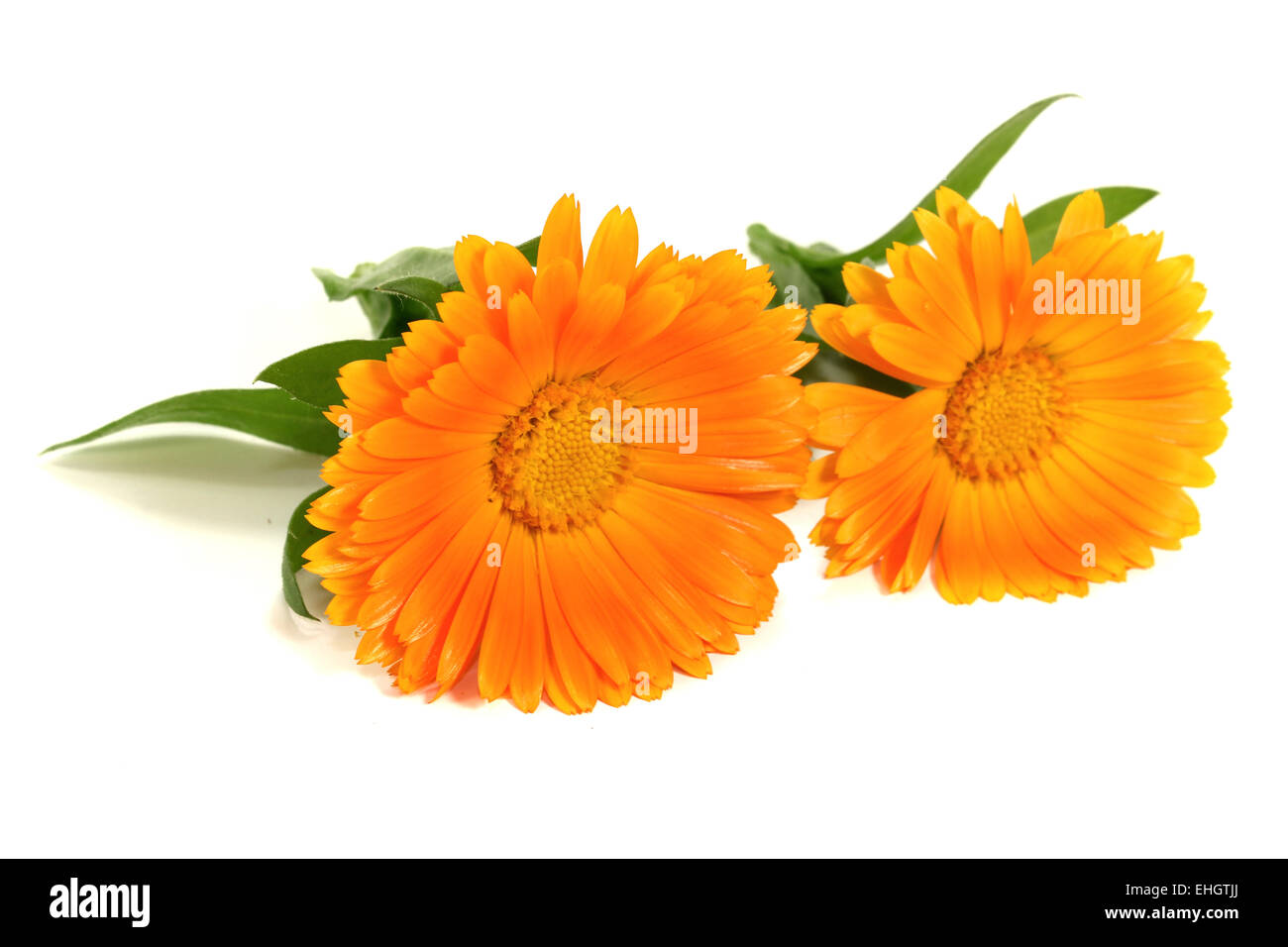 Marigold with two flower Cut Out Stock Images & Pictures - Alamy