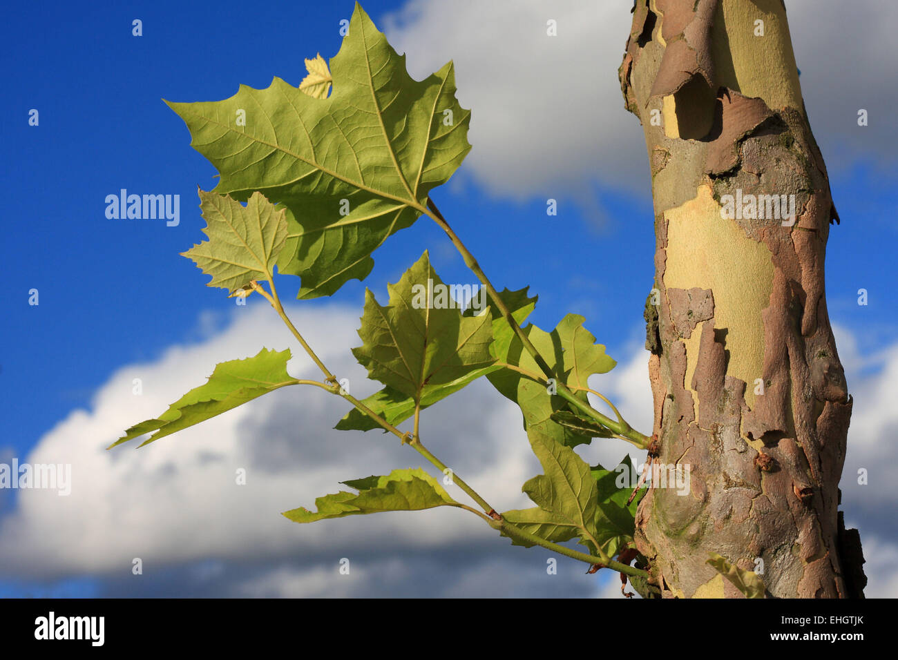 Maple stem with leaves Stock Photo - Alamy