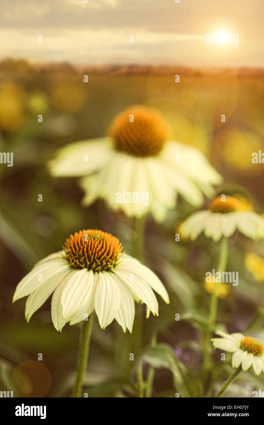 Summer flowers in field Stock Photo - Alamy
