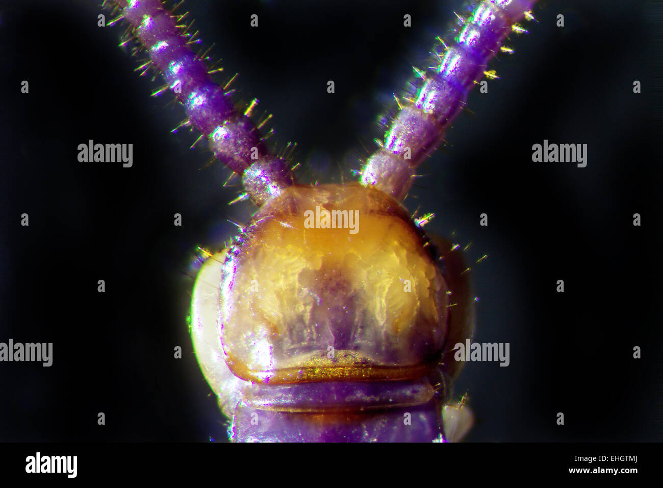 Millipedes and centipedes hi-res stock photography and images - Alamy
