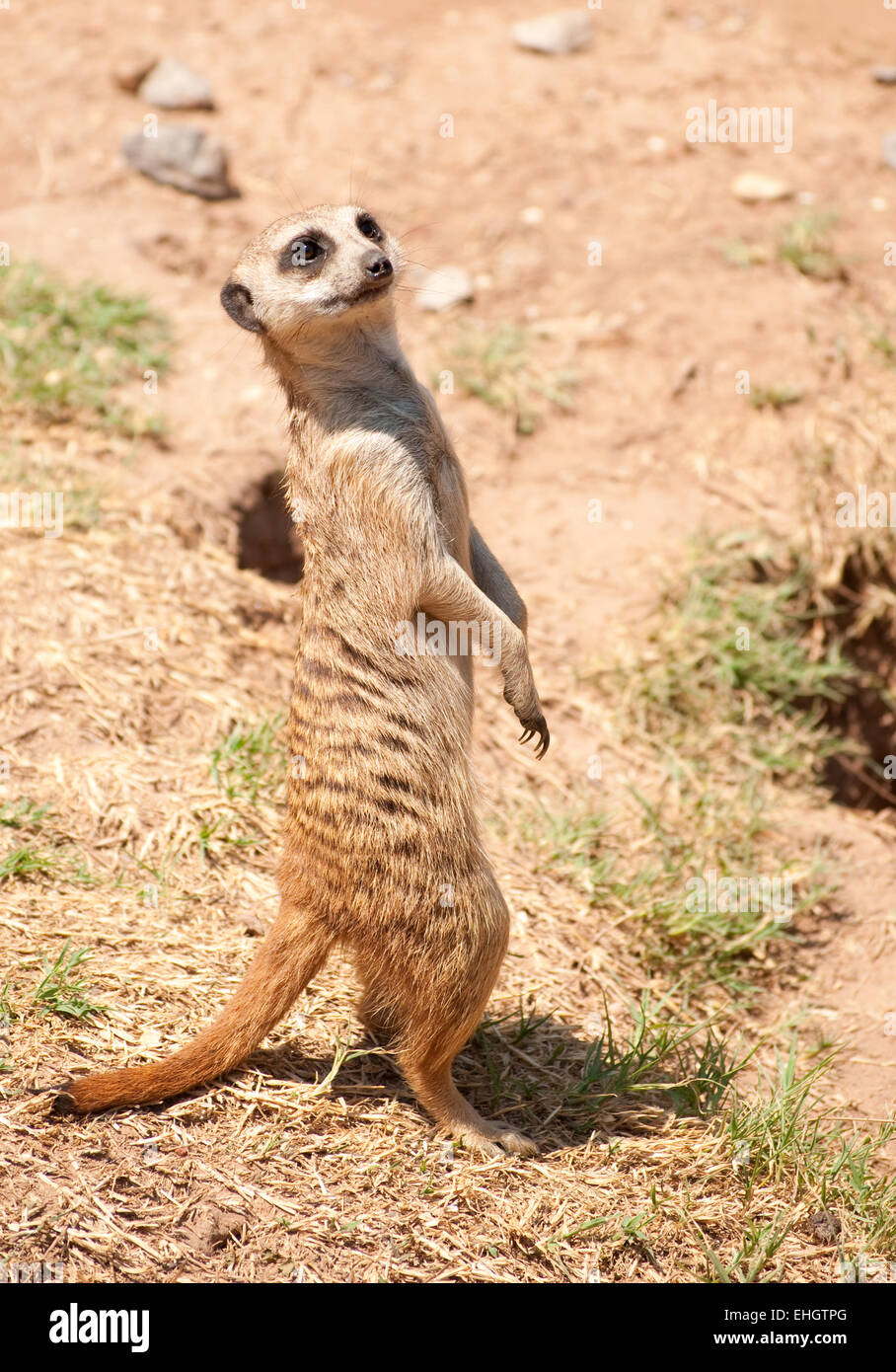 Meerkat standing in natural environment Stock Photo - Alamy
