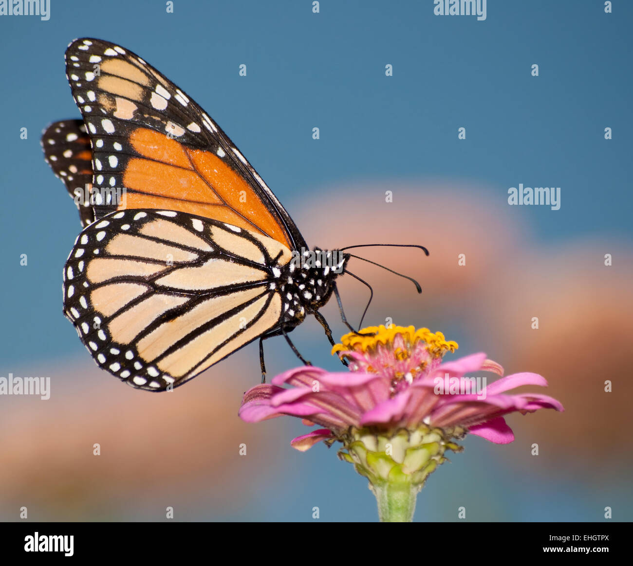 Colorful migrating Monarch butterfly feeding against blue sky Stock ...