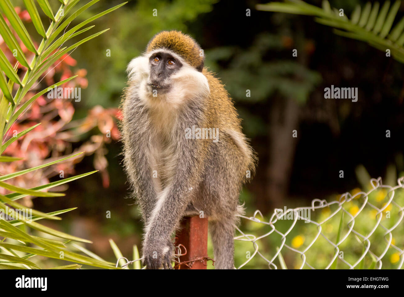 Small monkey looking up Stock Photo - Alamy
