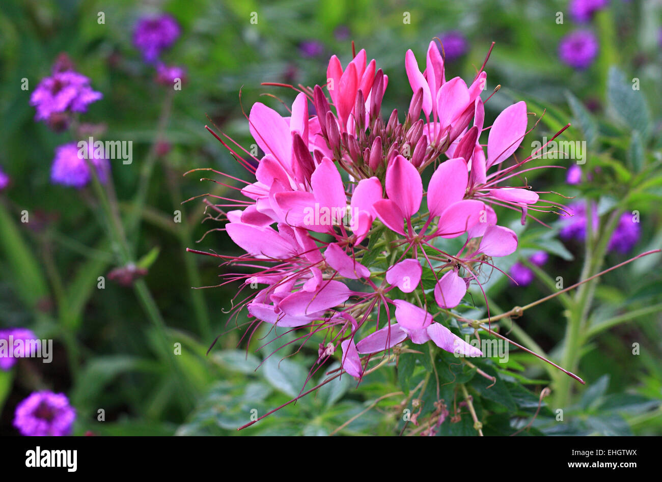 Pink spider flower Stock Photo - Alamy