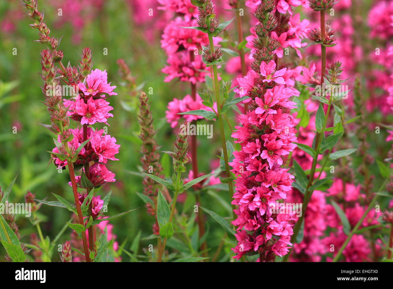 Hyssop hi-res stock photography and images - Alamy