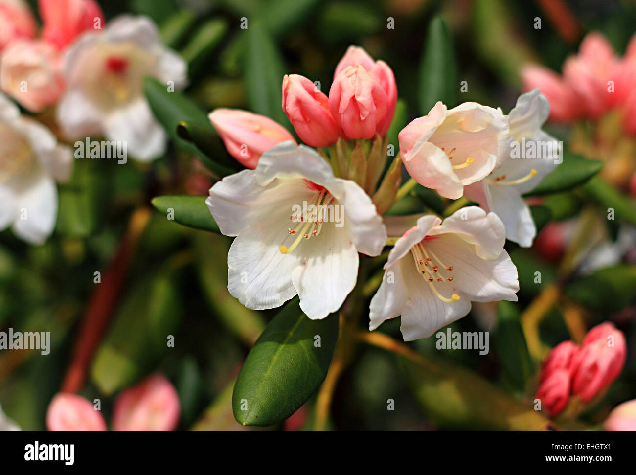 White and pink rhododendron hi-res stock photography and images - Alamy