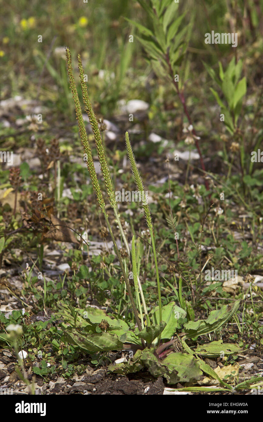 Broadleaf plantain hi-res stock photography and images - Alamy